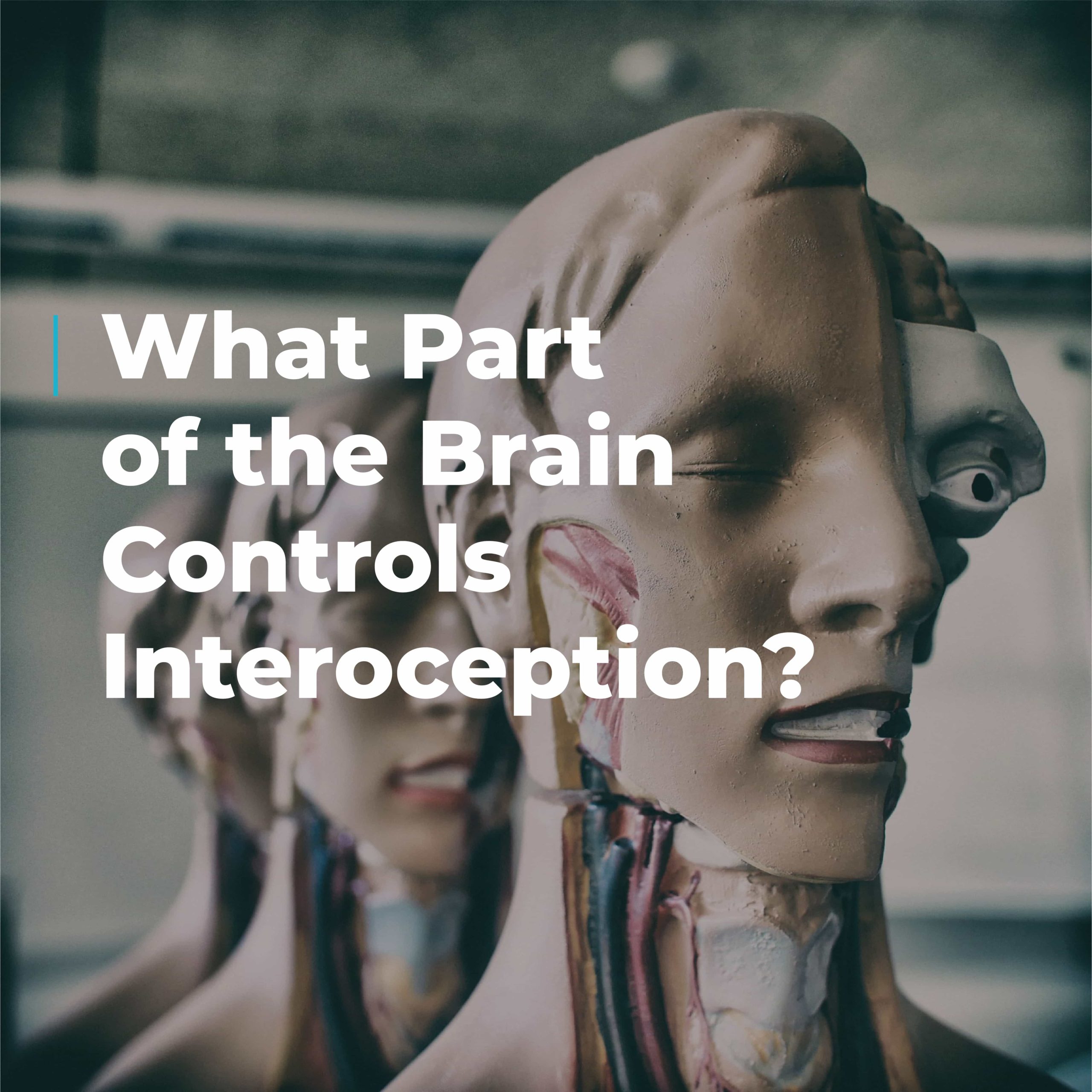 What Part of the Brain Controls Interoception? - Restoring Balance